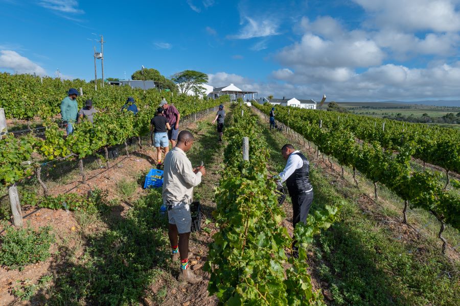 Former young farm worker now wine estate executive – Impact SA